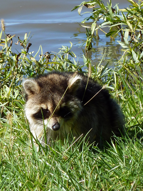 Raccoon – Karen B. Jones – Illustrator